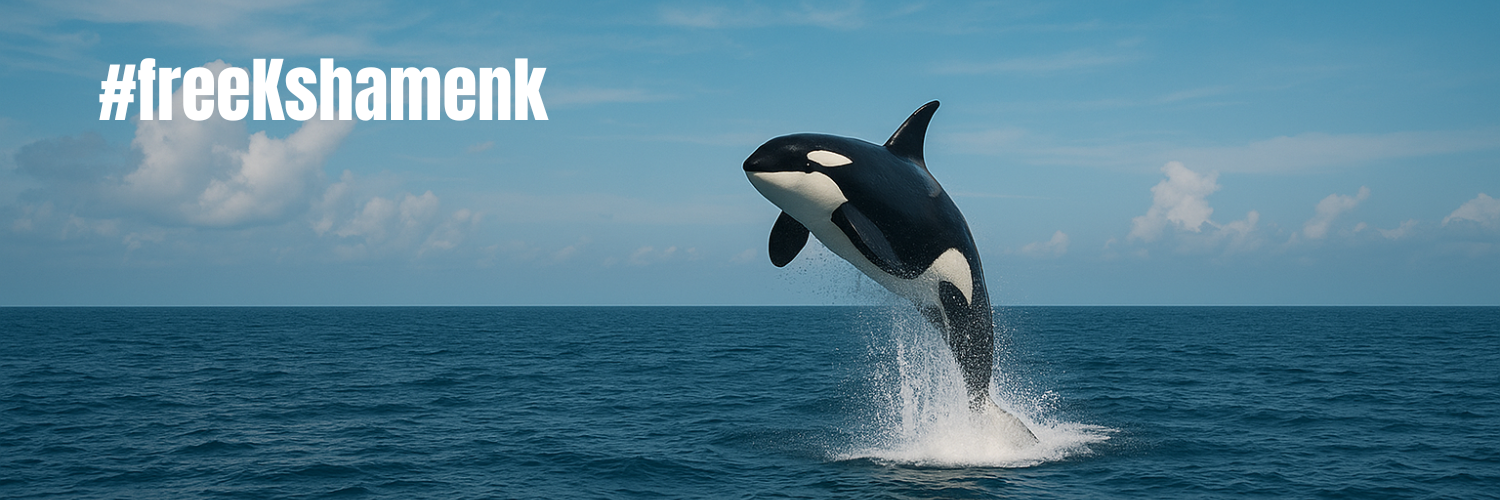 Free Kshamenk - Save the Orca from Captivity | #FreeKshamenk